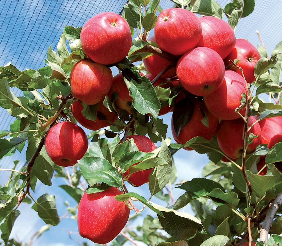 Die Steirische Apfelstraße